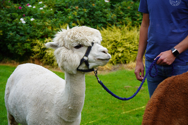 Family Meet & Greet with the Alpacas | Activity Superstore