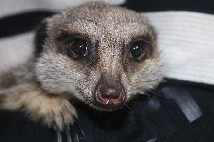 Meerkat Experience for Two | Activity Superstore