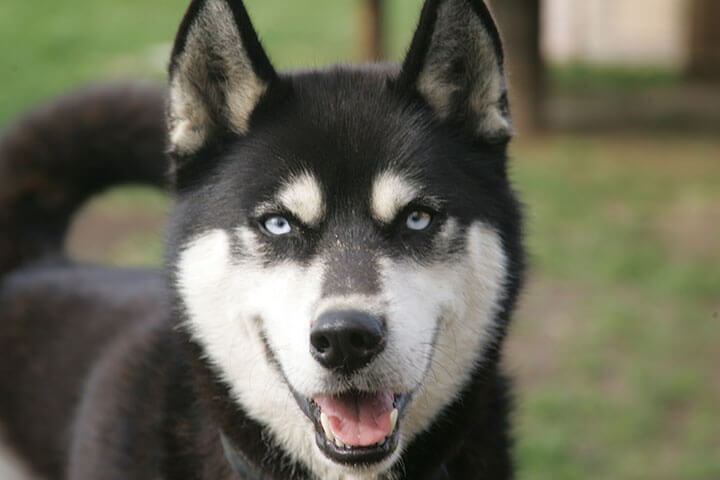 Animal Encounter | Activity Superstore