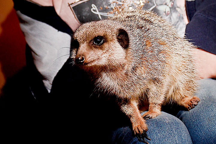 Meerkat and Lemur Experience for Two | Activity Superstore